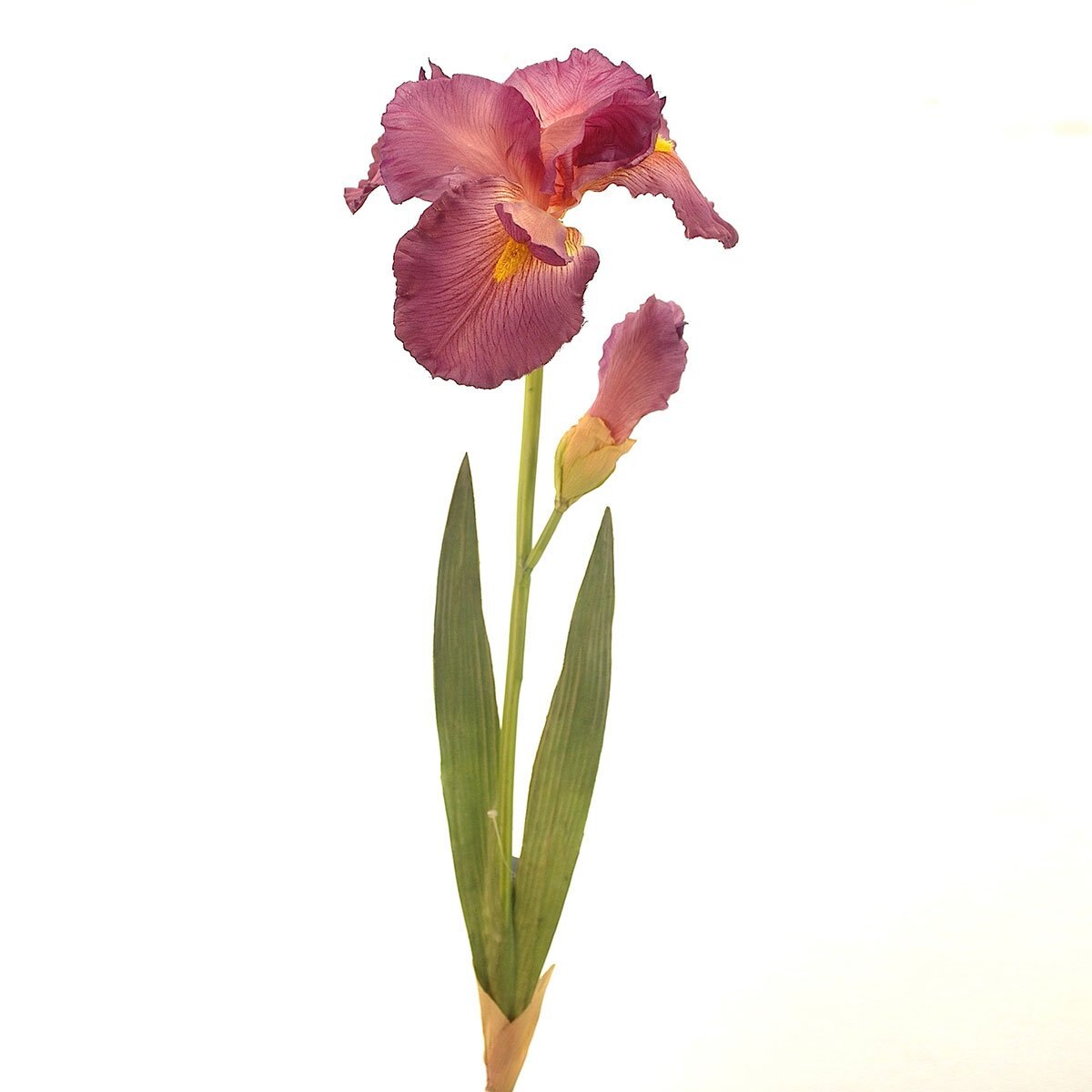 Iris Rosa's Instagram, Twitter & Facebook on IDCrawl