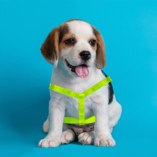 Arnes De Seguridad Pechera Verde Neón Ajustable Para Perros Pequeños ...