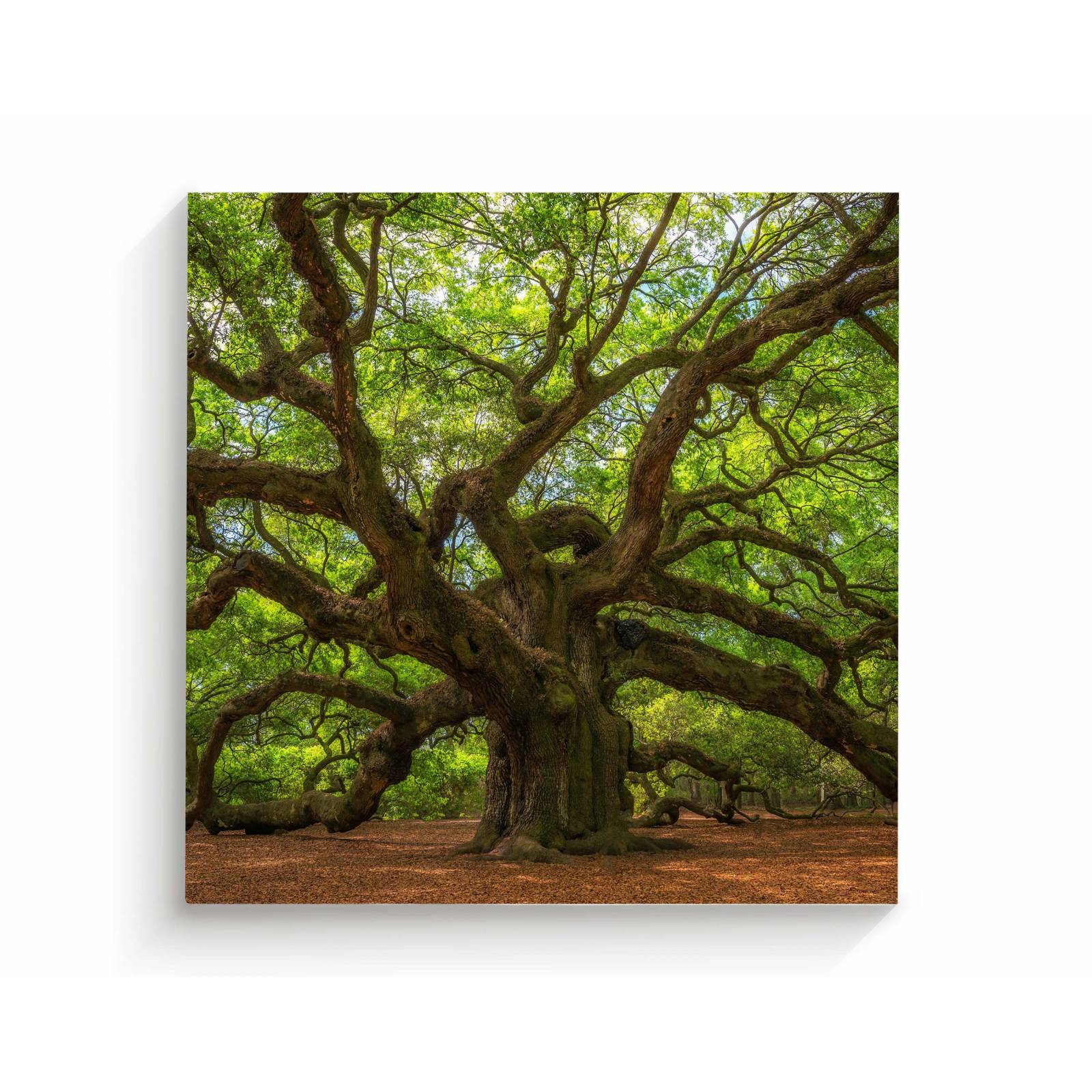 Cuadro Decorativo Canvas Arbol Roble del Ángel 50x50