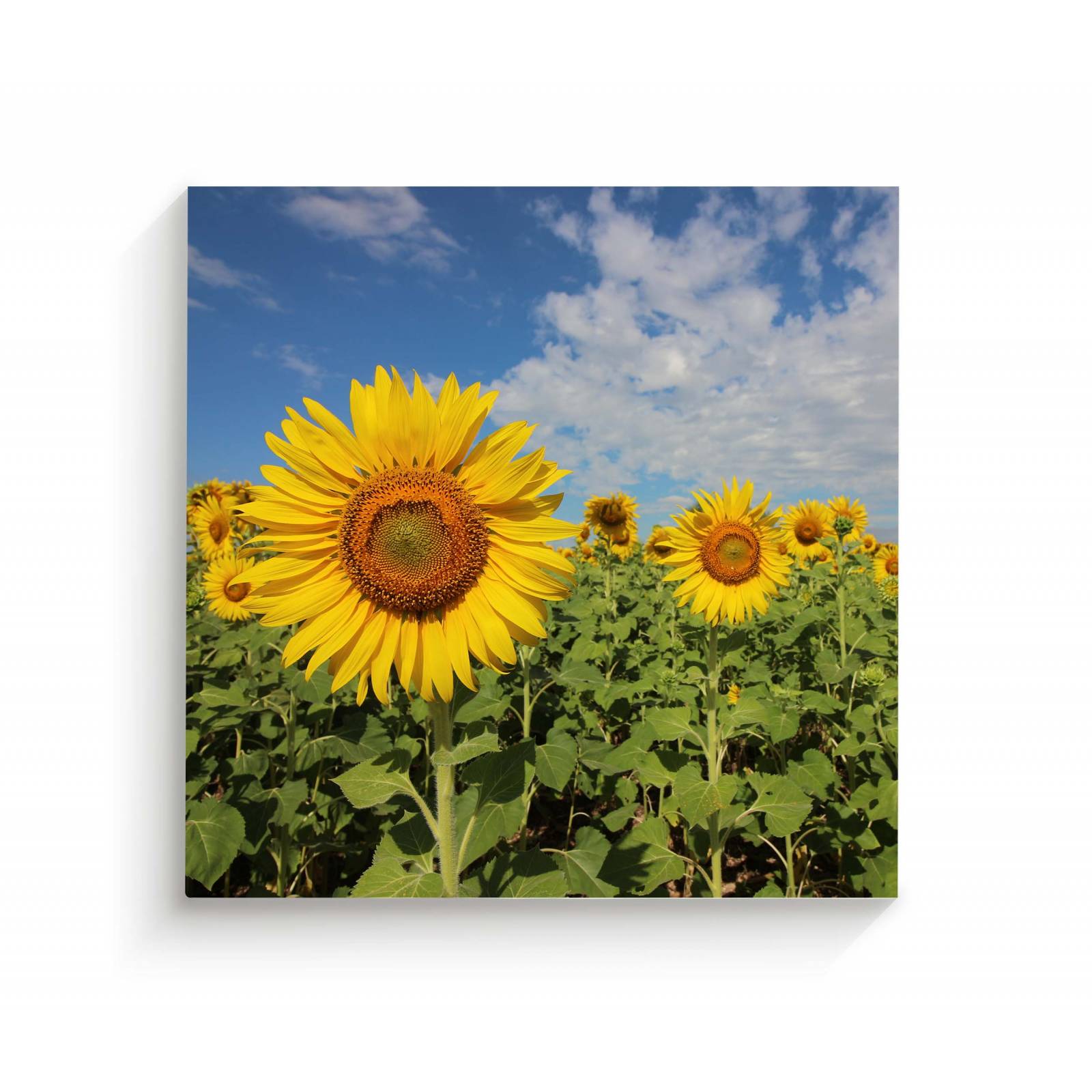 Cuadro Decorativo Canvas Bonito Paisaje Girasoles 50x50