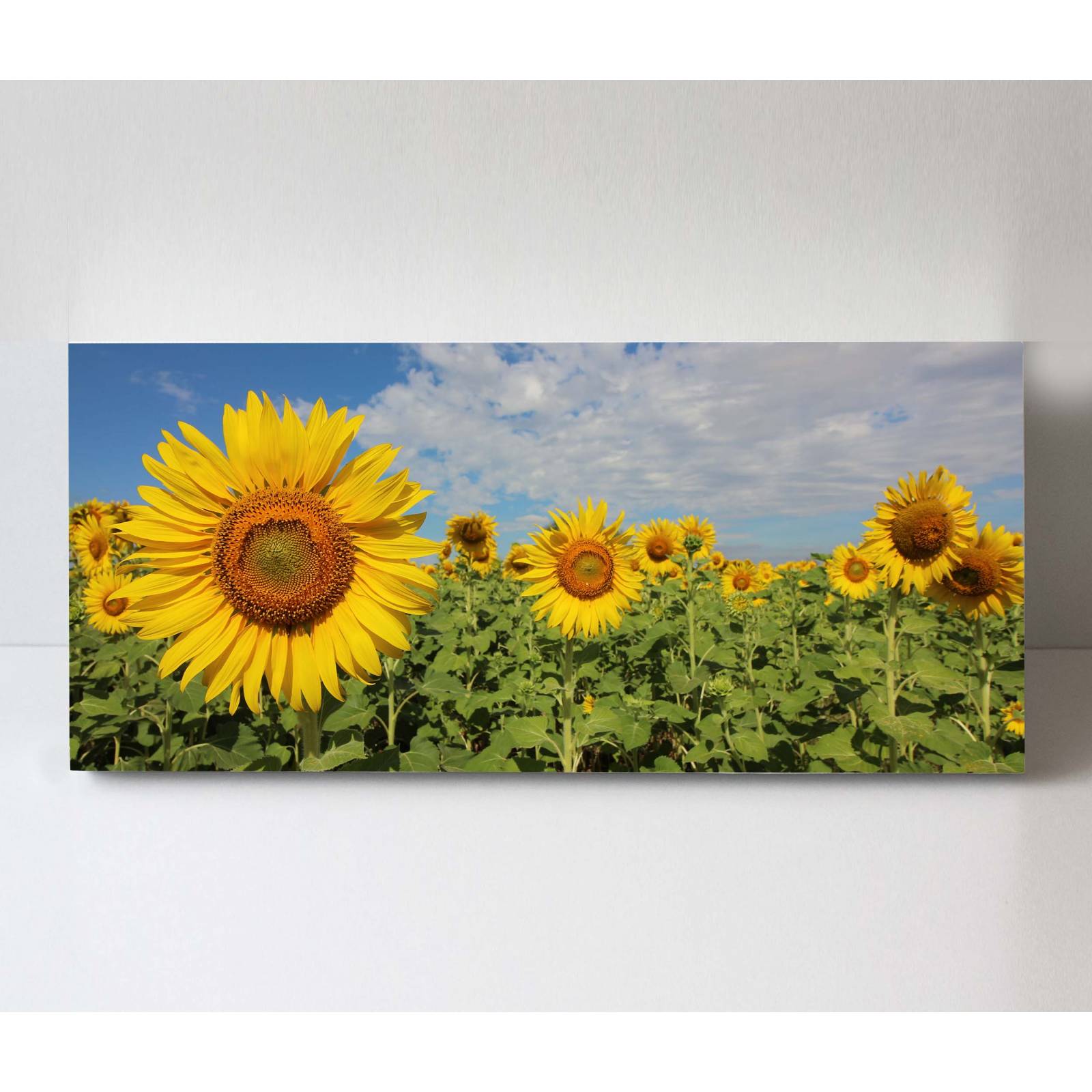 Cuadro Decorativo Canvas Bonito Paisaje Girasoles 150x50